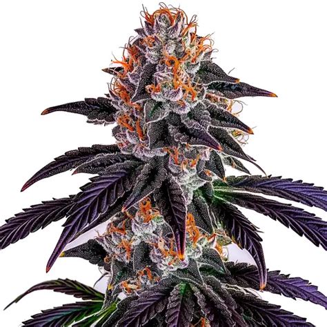 Sirius Black Strain 25 Thc Buy Feminized Seeds Weed
