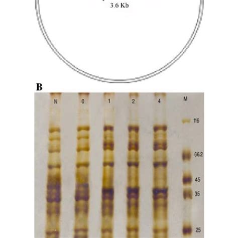 A Schematic Representation Of The Recombinant Expression Vector