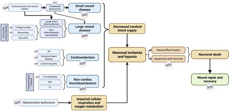Jcdd Free Fulltext Vortex Dynamics In Trabeculated