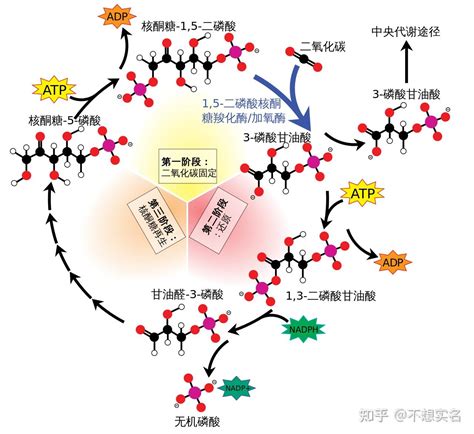 植物光合作用的全过程是什么样的？ 知乎