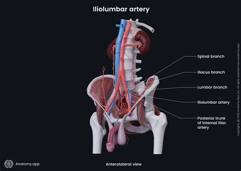 Ilio Lumbar