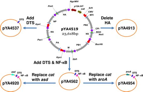 Construction Of Asd And Aroa Vectors For Generating Influenza Download Scientific Diagram
