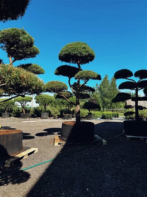Pušis Paprastoji Niwaki Bonsai 400 500 Cm Mugo