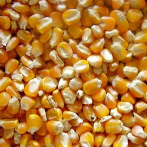 Yellow Maize At Rs 12 Kilogram New Items In Dhule ID 13591793491