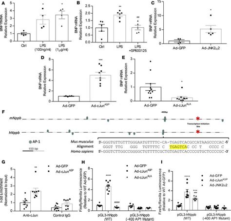 JCI Insight B Type Natriuretic Peptide Is Upregulated By C Jun N Terminal Kinase And