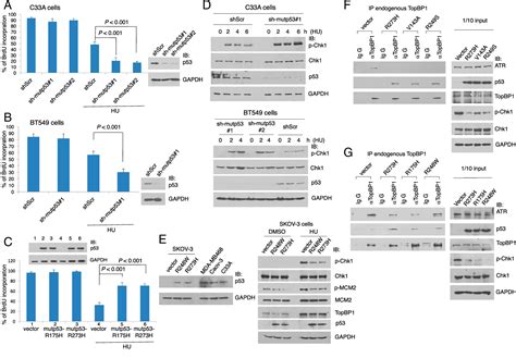 Figure 1 From Mutant P53 Perturbs Dna Replication Checkpoint Control