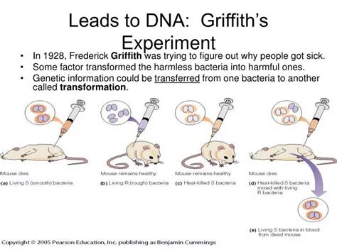 Ppt Leads To Dna Griffiths Experiment Powerpoint Presentation Free