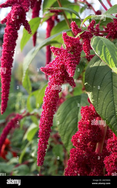 Love Lies Bleeding Flowers Amaranthus Caudatus Photographed In The