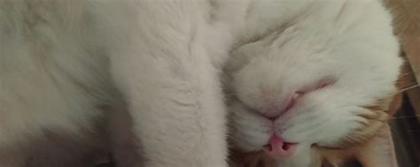 Dlt Team перевод манхв манг маньхуа Одинокие переводчики любители уставшие ждать перевода