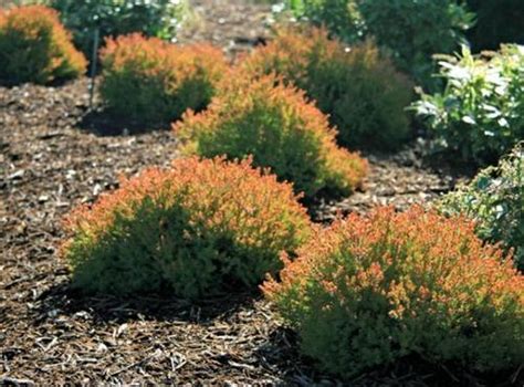 Thuja Occidentalis Fire Chief™ Arborvitae From Taylors Nursery