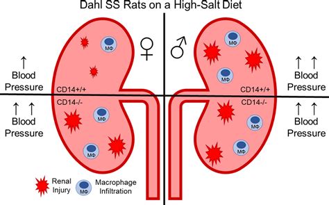 Sexual Dimorphic Role Of Cd14 Cluster Of Differentiation 14 In Salt Sensitive Hypertension And