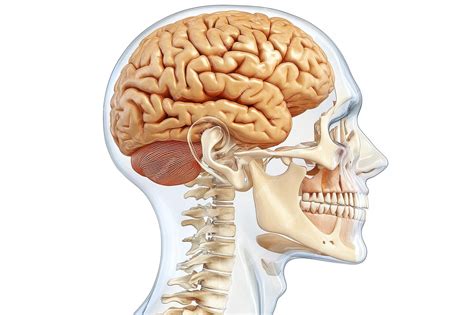 Synaptic Cleft Neural Complexity Neurofeedback Synaptic Plasticity And Brainwave Synchronization