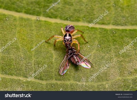 Flying Spider With Wings