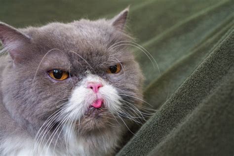 Inbred Cats Signs Problems Lifespan And Facts