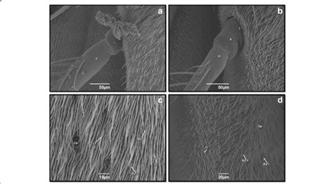 Scanning Electron Micrographs Showing The Cuticular Surface Of