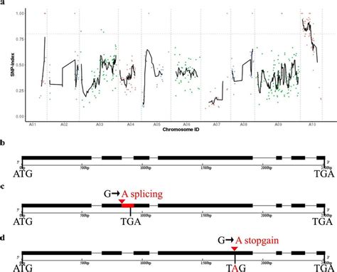 mutmap snp index plot and bran gene structure a snp index plot of 10