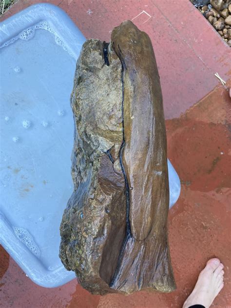 Possible Root Fossil In Rock Rfossilid