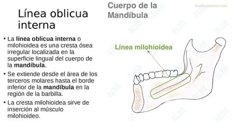 Linea Oblicua Interna Y Externa Diapositivas De Odontología Docsity