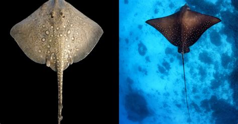 Skate Vs Stingray Main Differences Ocean Info