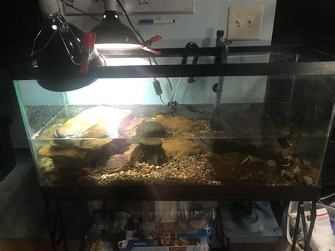 Rate My Snapping Turtle Setup R Reptiles