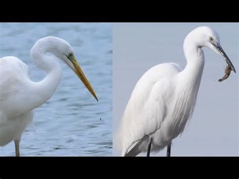 Comparison Between The Little Egret Egretta Garzetta And The Great