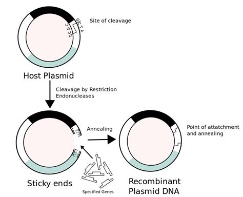 Recombinant Proteins Takbiotech
