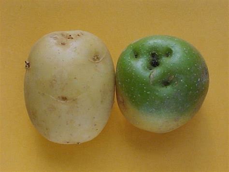 감자”는 싹뿐만 아니라 ‘푸른 부분도 독성 주의 건강알리미