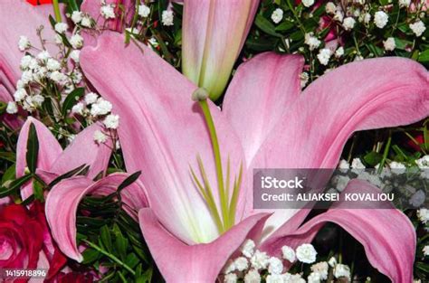 큰 백합의 꽃다발 Liliaceae에 속하는 Lilium 피는 분홍색 부드러운 릴리 꽃 핑크 스타가저 릴리 꽃 배경 분홍색 별자리 백합과 녹색 단풍의 클로즈업 여름 0명에