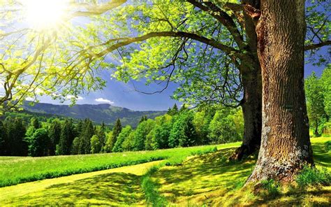 Summer Forest Wallpapers Top Free Summer Forest Backgrounds