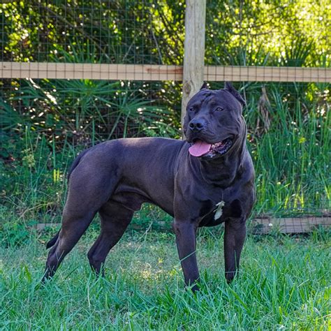 Big O Xl Bully Litters
