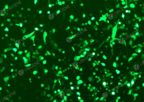 Jimt 1 Cell Line Ubigene