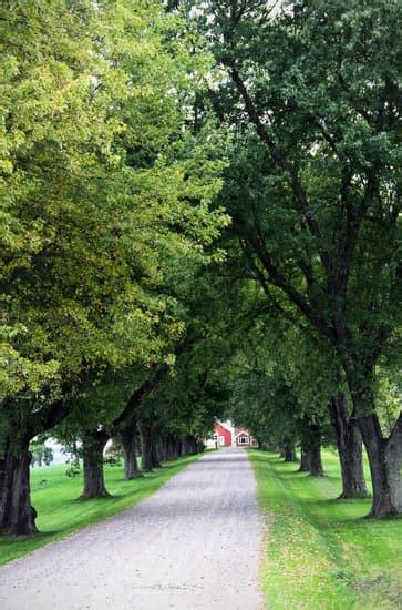 Long Treelined Driveway Photos By Canva