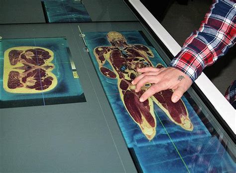 Virtual Cadaver Unveiled For Michigan Colleges Biology Class