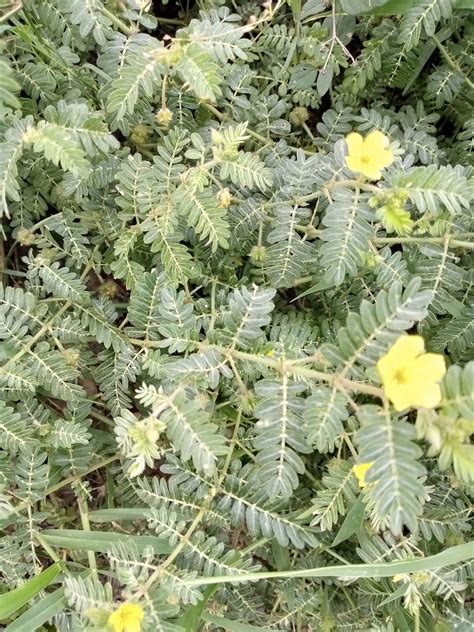 Tribulus Terrestris