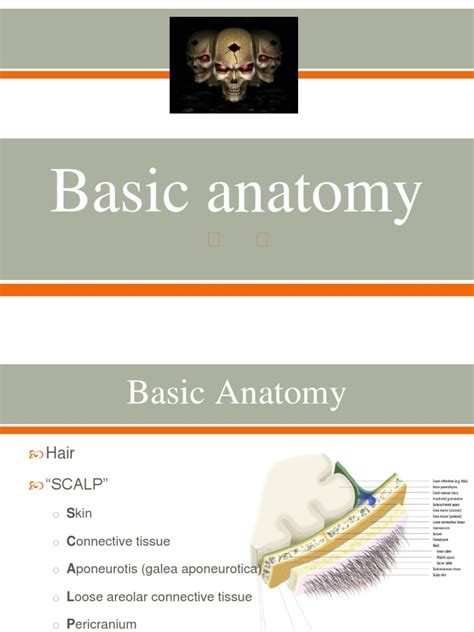 Basic Neuroanatomy Ppt Slides Brainstem Neuroanatomy