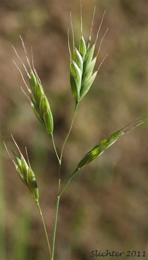 Bromus Secalinus Alchetron The Free Social Encyclopedia Bromus Secalinus Alchetron The Free Social Encyclopedia