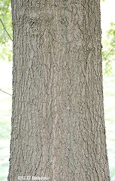 Pin Oak Quercus Palustris Münchh