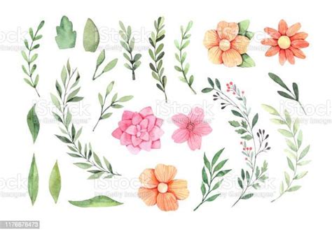 수채화 일러스트레이션입니다 여름 단풍 녹색 잎 가지 꽃과 허브의 식물 컬렉션 결혼식 초대장 인사말 카드 포스터 인쇄물 포장에 적합 0명에 대한 스톡 벡터 아트 및 기타