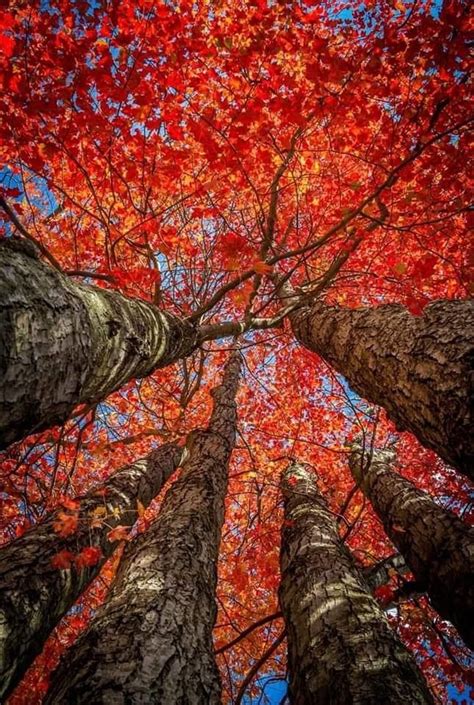 Pin By Kayla Hewitt On Everything Fall Nature Photography Autumn