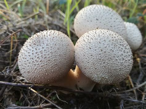 Lycoperdon Perlatum Funghi Magazine