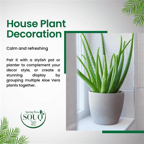 Rayhan Plant Springrose Souq