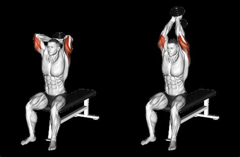 Dumbbell Seated Triceps Extension Guide Muscles Worked Tips Athlemove