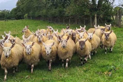 Ewe And Ewe Lamb Breeding Sale Lsl Auctions News