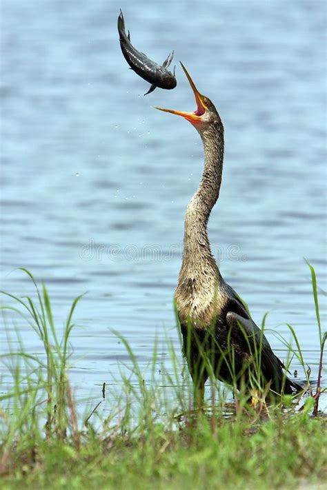 Predator Beautiful Birds Exotic Birds Colorful Birds