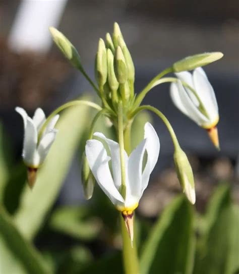 Shooting Star Bare Root Plant Dodecatheon Meadia Stunning Spring Blooms
