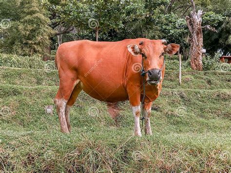 The Bali Cattle And X28bos Javanicus Domesticusand X29 Have A Hump A