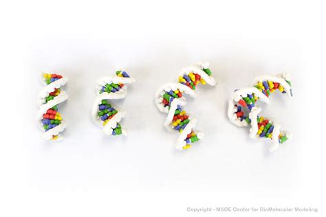 Msoe Center For Biomolecular Modeling Model Gallery