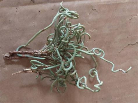 Бөөрний Доктор ХОНИН ЗЭЭРГЭНЭ эмийн ургамал