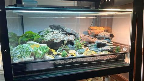 Leopard Gecko Habitat Ideas