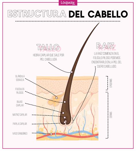 Internas De La Tierra Esquema Detallado Y Completo